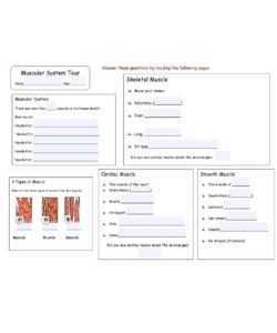 💪 Muscular System Worksheet PDF- Free Download (PRINTABLE)